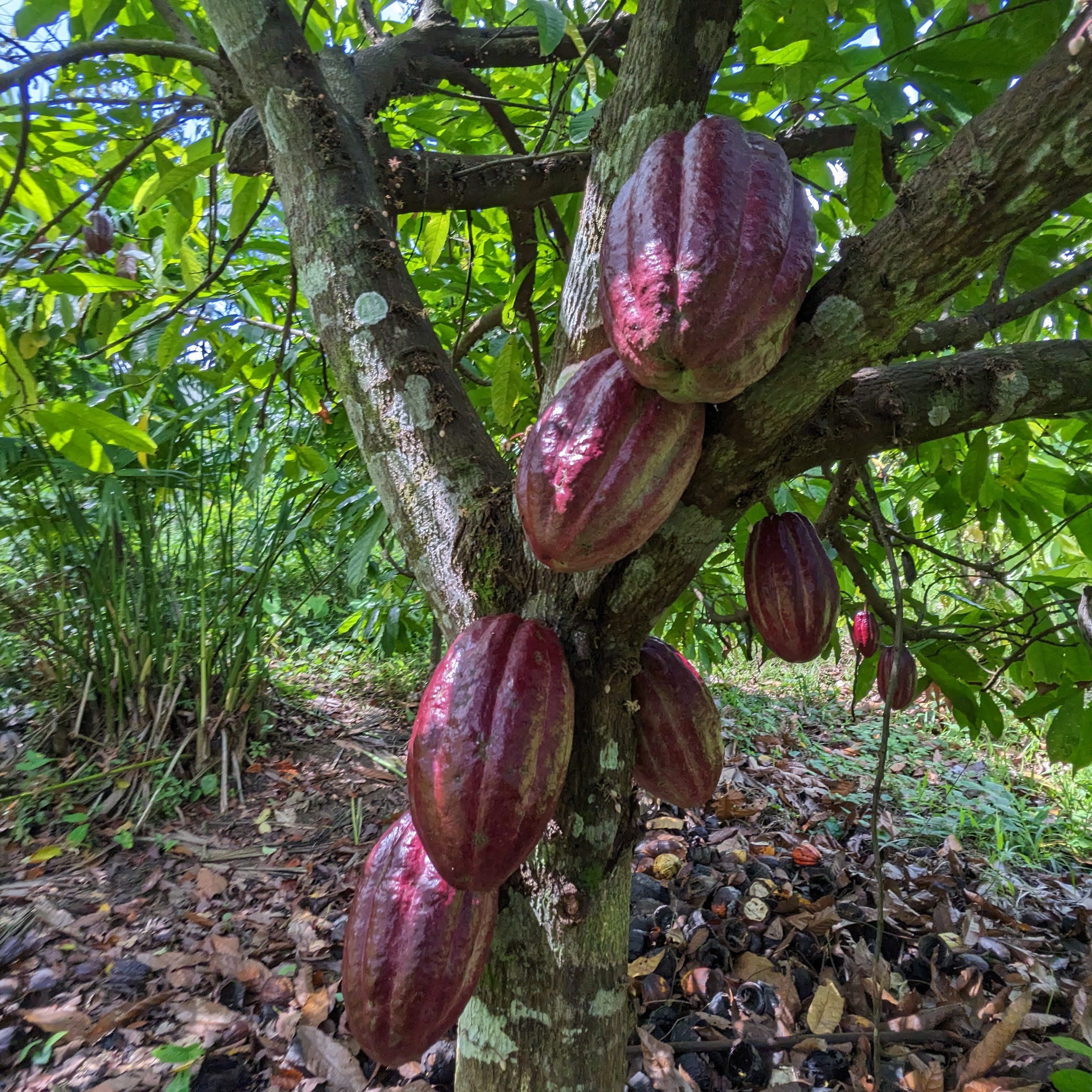 Saving the world through chocolate – The Chocolate Genius